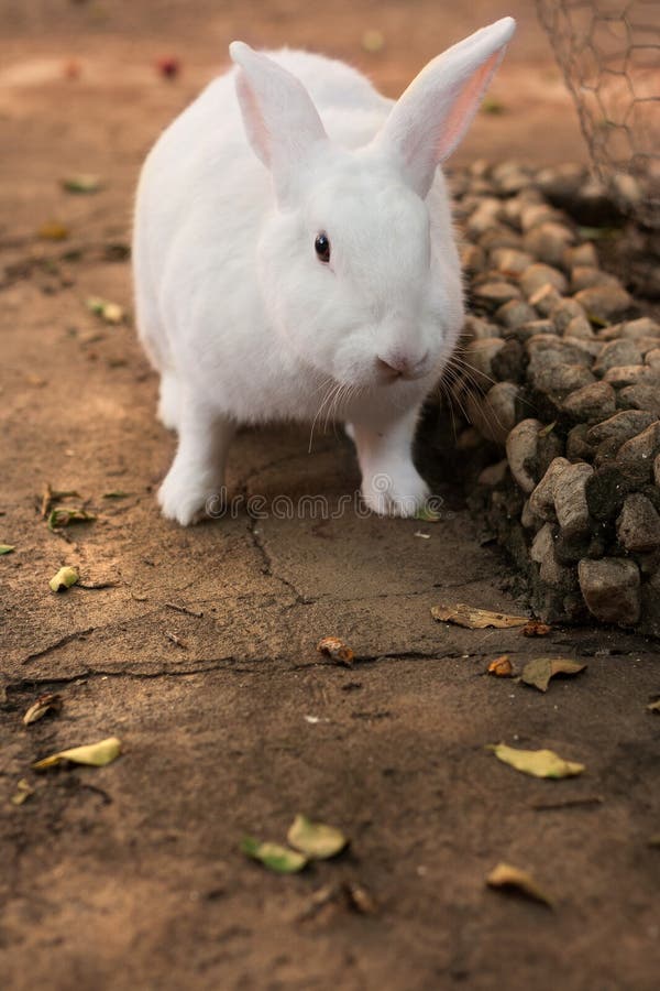 A very cute white rabbit. stock image. Image of cuteness - 361038987