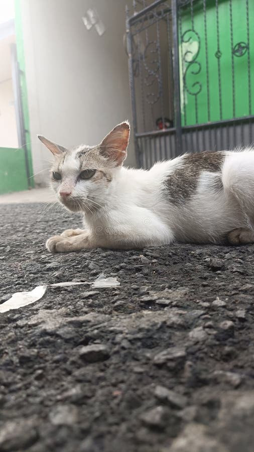 A Very Cute Wild Kitten is Posing Relaxing in the Yard Stock Image ...