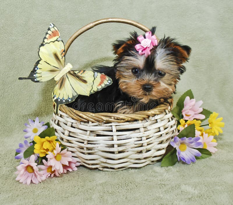 Very Cute Yorkie Puppy stock image. Image of purple, baby - 22985219