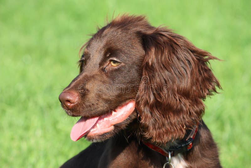 A Very Cute Young Small Chocolate Liver Working Type Cocker Spaniel ...
