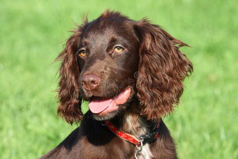 A Very Cute Young Small Chocolate Liver Working Type Cocker Spaniel ...
