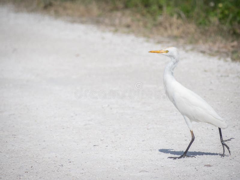 Very cutte cattle egret stock image. Image of explore - 210510643