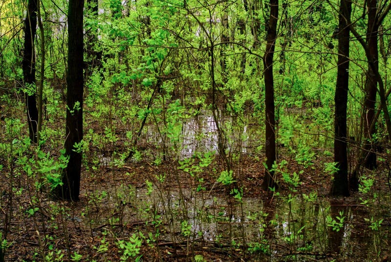 Damp Forest stock photo. Image of scene, trunks, nature - 1749694