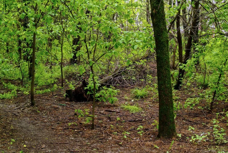 Damp Forest stock photo. Image of scene, trunks, nature - 1749694