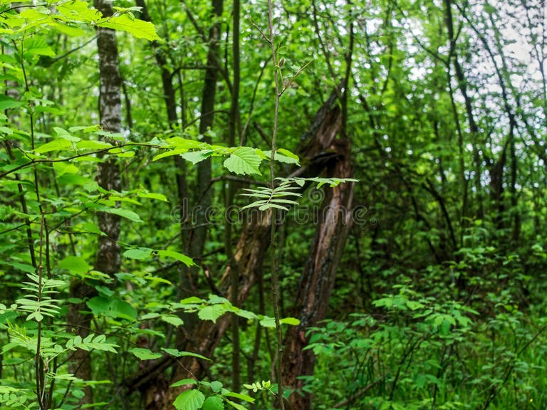 Very damp forest in spring stock photo. Image of beauty - 216257578