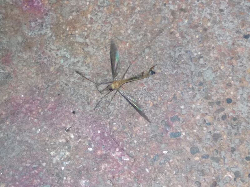 Very Danger Dengu Kit Bug Original Size is Dengue Machhar Stock Image ...