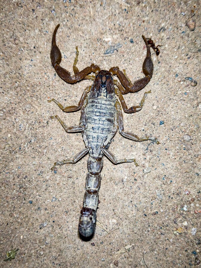 A Very Dangerous and Toxic Insect. Stock Image - Image of sand, insect ...