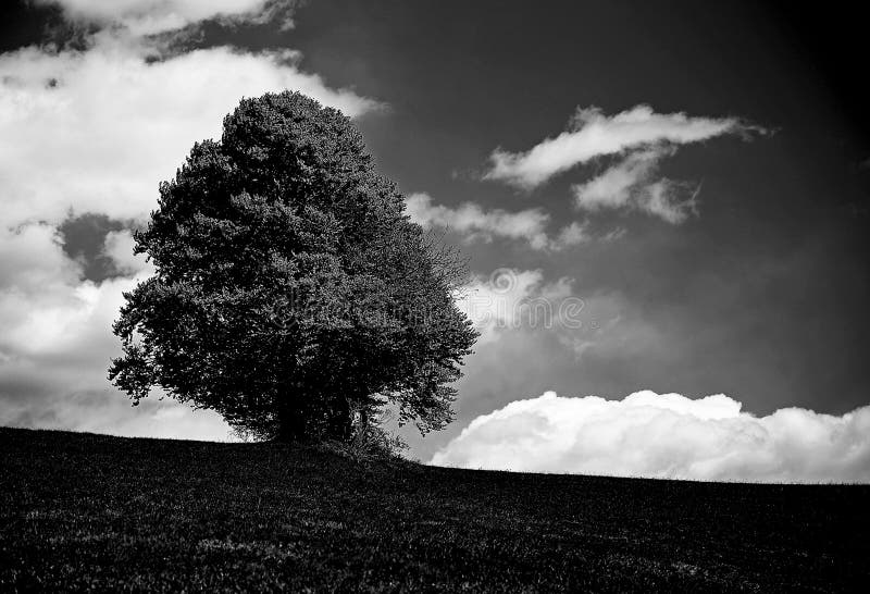 Very Dark Bleak Landscape with Isolated Tree in the Middle of Th Stock ...