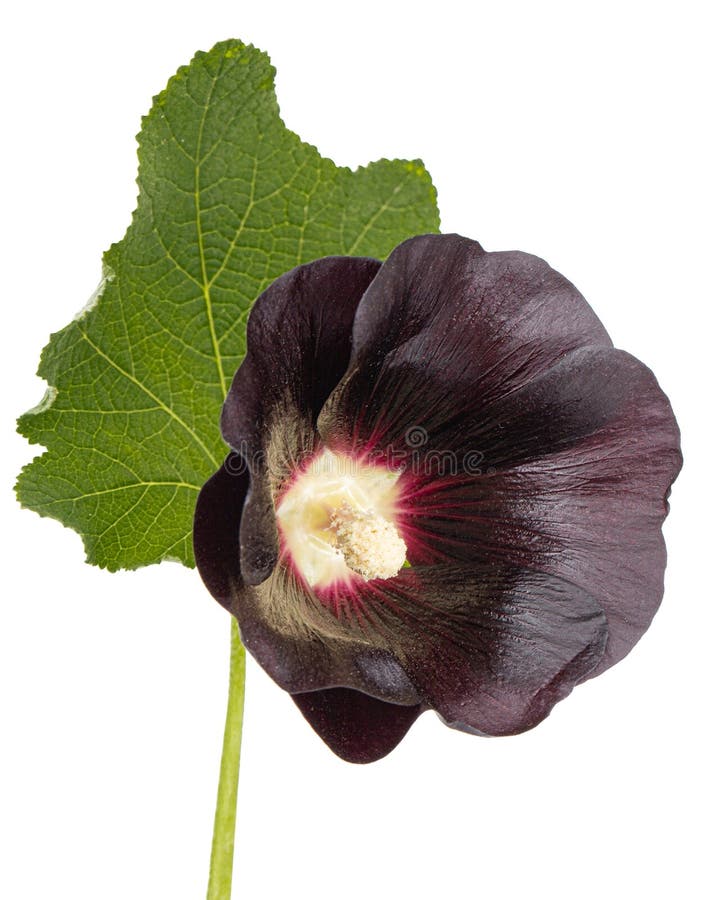 Very Dark Flower of Mallow, Isolated on White Background Stock Photo ...