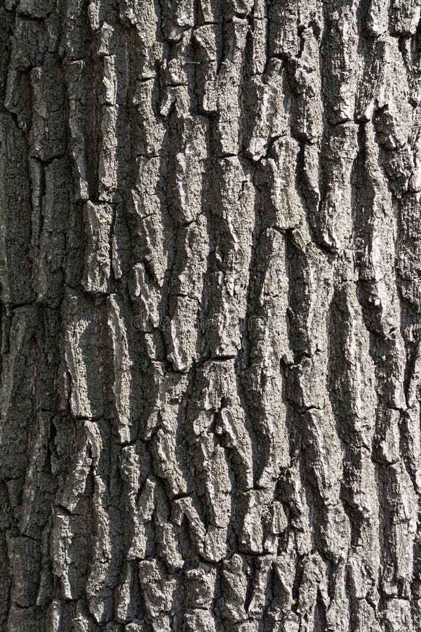 Dark Gray Textured Tree Bark Stock Image - Image of outdoor, abstract ...