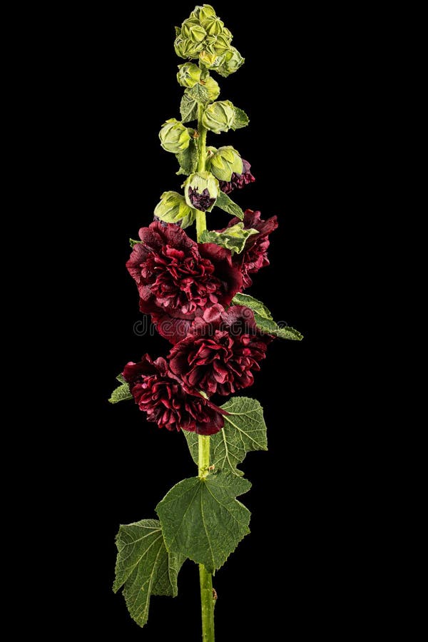 Very Dark Red Flower of Mallow, Isolated on Black Background Stock ...
