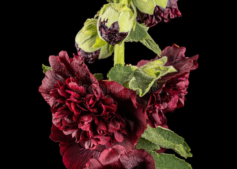 Very Dark Red Flower of Mallow, Isolated on Black Background Stock ...