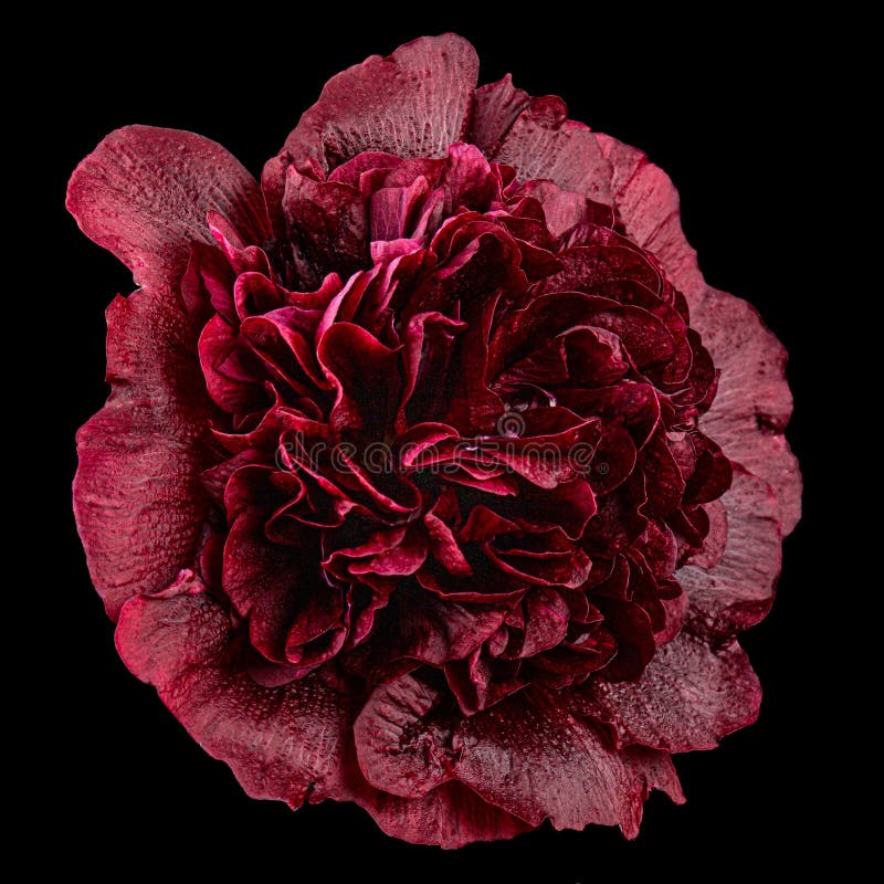 Very Dark Red Flower of Mallow, Isolated on Black Background Stock ...