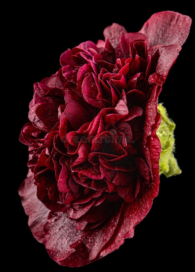 Very Dark Red Flower of Mallow, Isolated on Black Background Stock ...