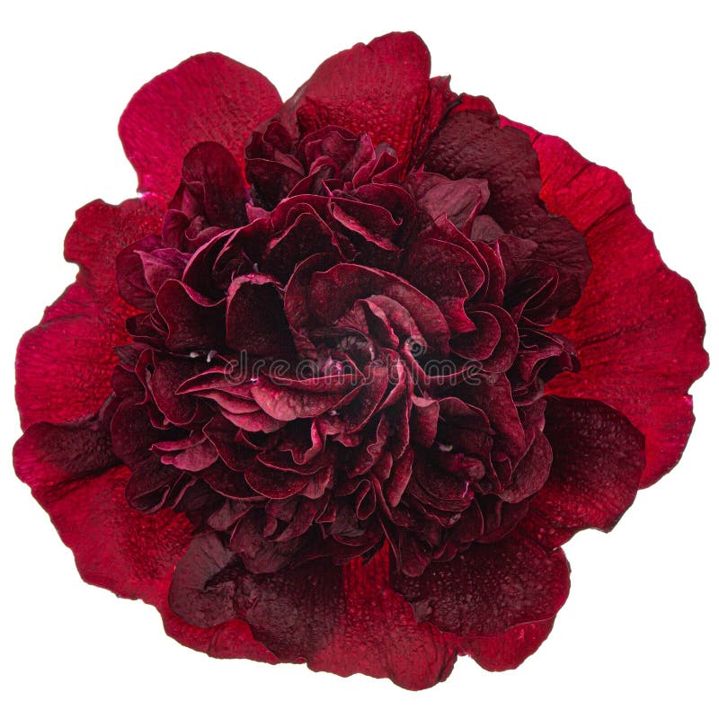 Very Dark Red Flower of Mallow, Isolated on White Background Stock ...