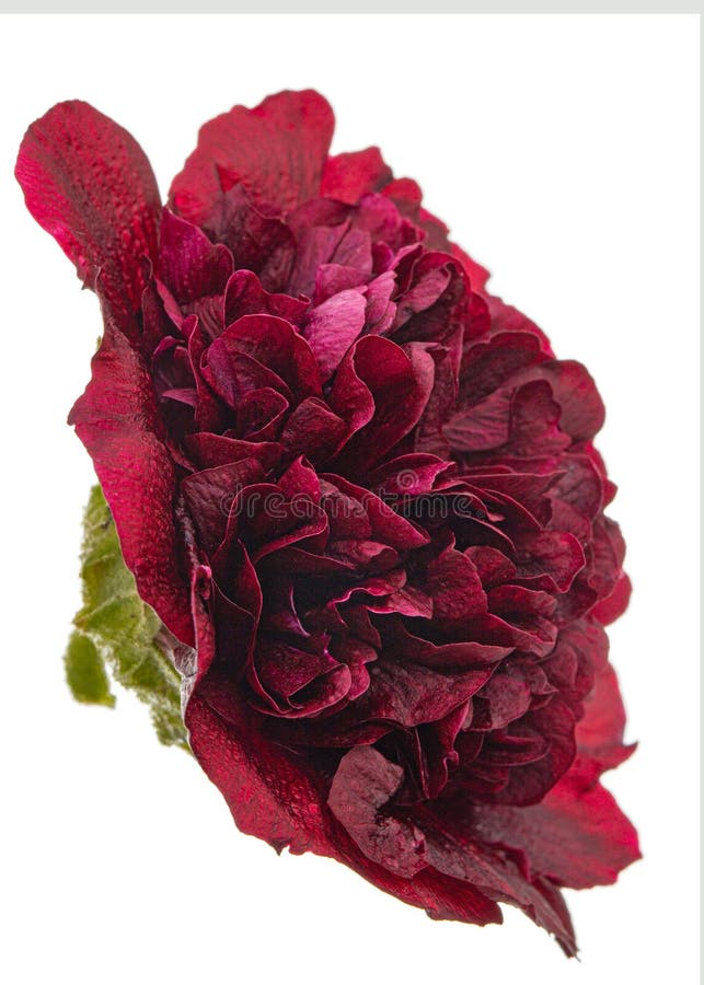 Very Dark Red Flower of Mallow, Isolated on White Background Stock ...