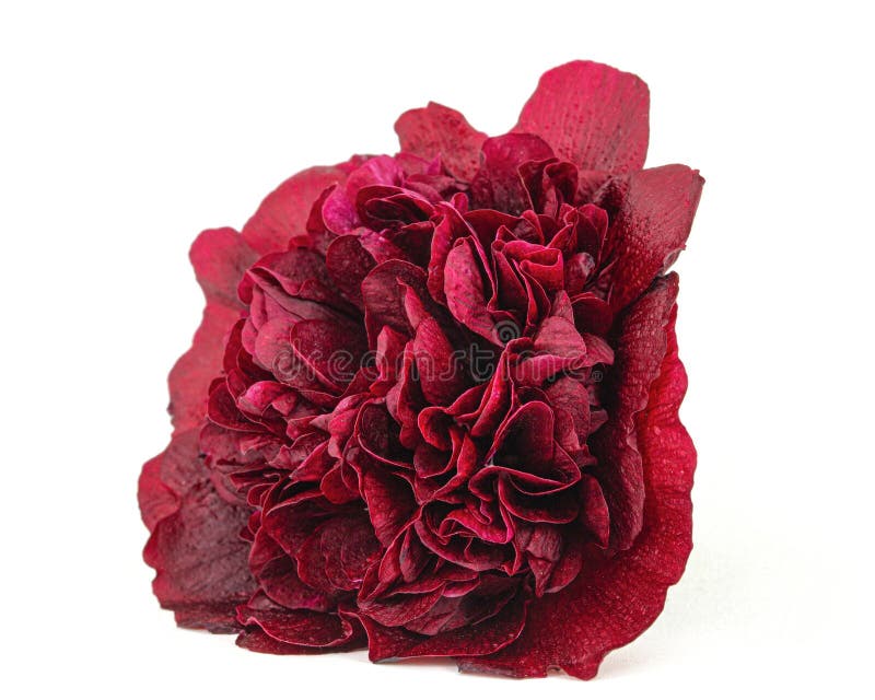 Very Dark Red Flower of Mallow, Isolated on White Background Stock ...