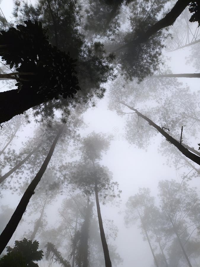 Very Dark and Spooky Forest Stock Photo - Image of forest, dark: 276522594