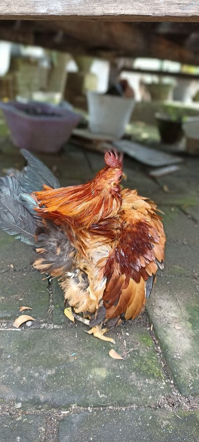 Very Dashing Chicken in the Makassar Sul Sel Stock Photo - Image of ...