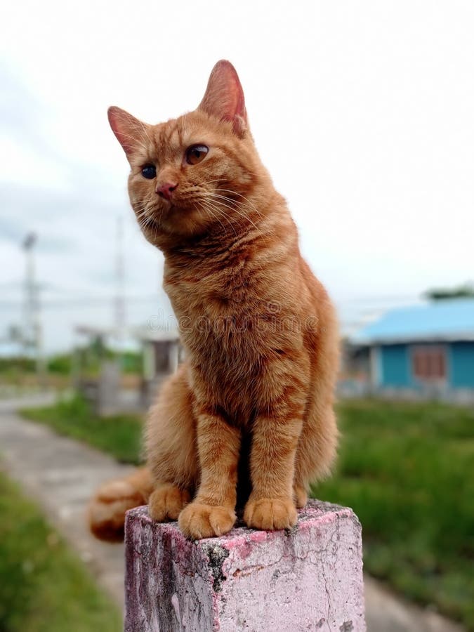 A Very Dashing Orange Cat stock photo. Image of orange - 269379962