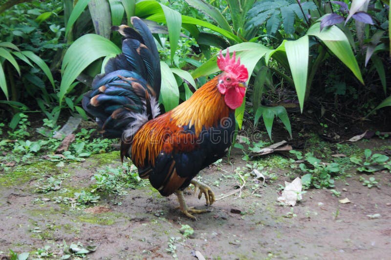 A Very Dashing Rooster is Posing in the Middle Stock Image - Image of ...