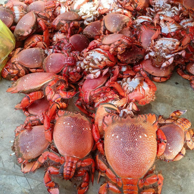 Very Delicious Deep Sea Crabs Stock Photo - Image of crabs, delicious ...