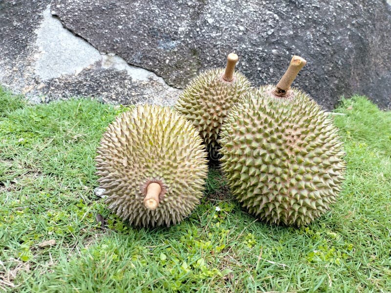 Very Delicious Durian Fruit Stock Image - Image of delicious, tree ...