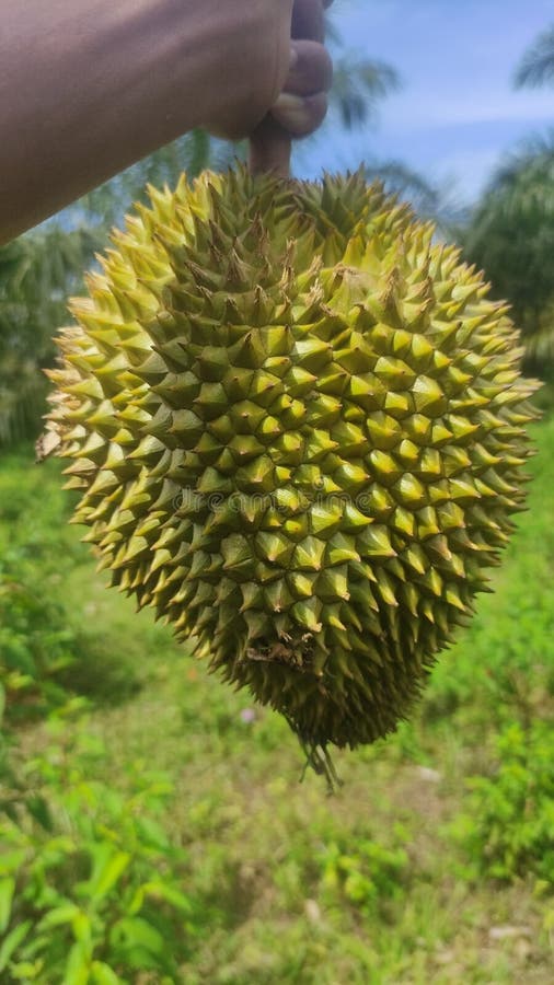 Very Delicious Durian Fruit Tree Stock Image - Image of fruit ...