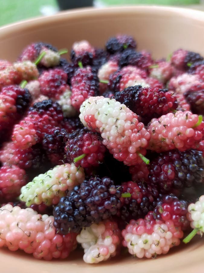 Very Delicious Mulberry Fruit Stock Image - Image of delicious, flower ...