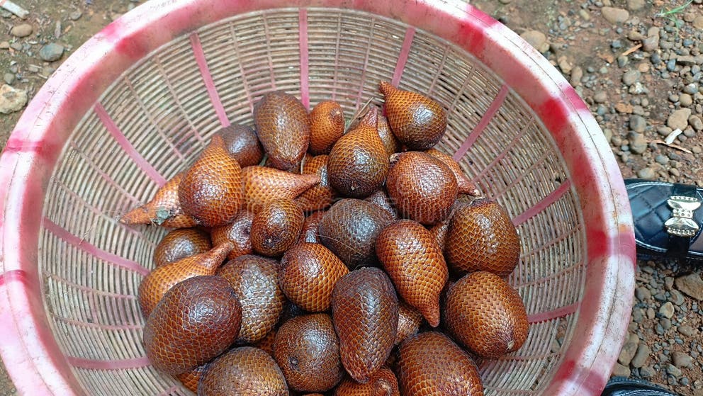 Very delicious snake fruit stock photo. Image of snake - 365802288