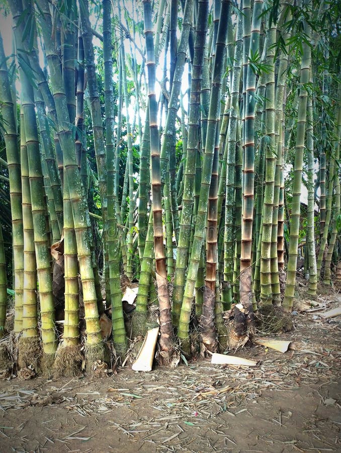A Very Dense Bamboo Grove that Has Many Trees in it Stock Photo - Image ...