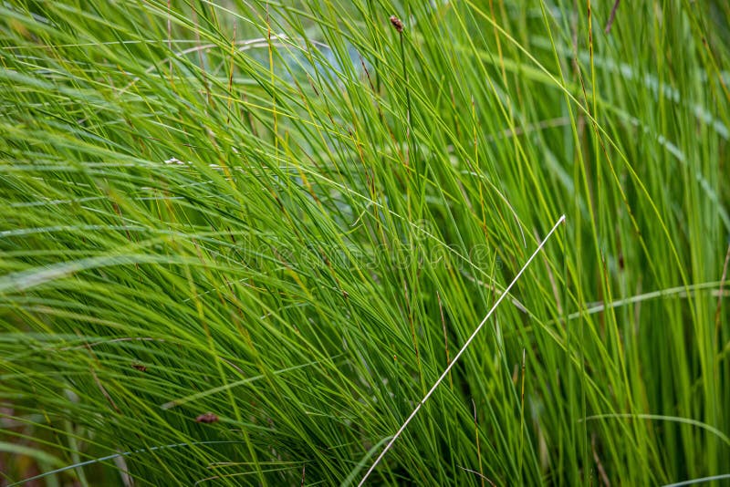 Very Dense Green Lush Grass, Detail Stock Photo - Image of lawn ...
