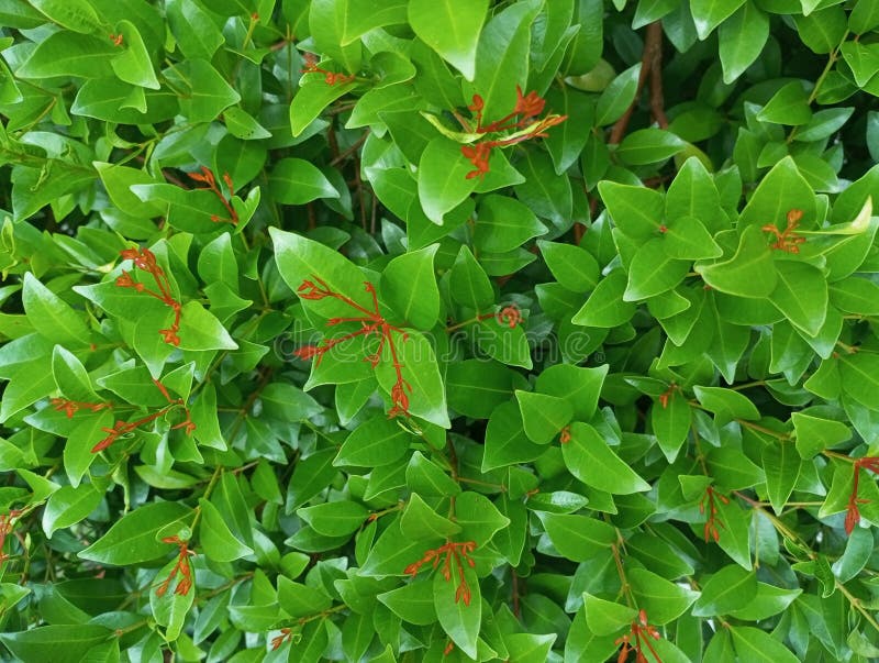 Very dense leaves stock photo. Image of beautiful, forest - 276778028