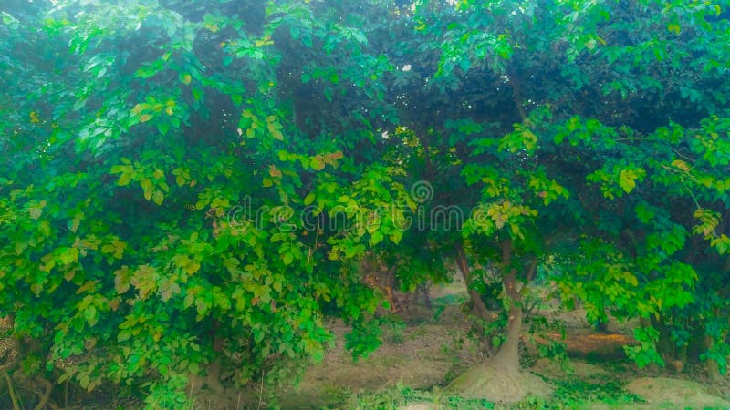 Very Dense Leaves of the Tree. Stock Photo - Image of soil, jungle ...