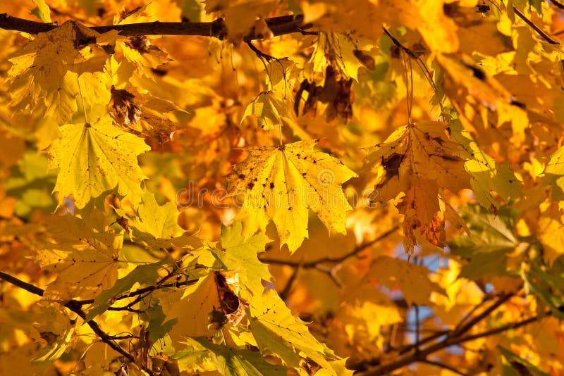Dense yellow fall foliage stock image. Image of leaf - 29712505
