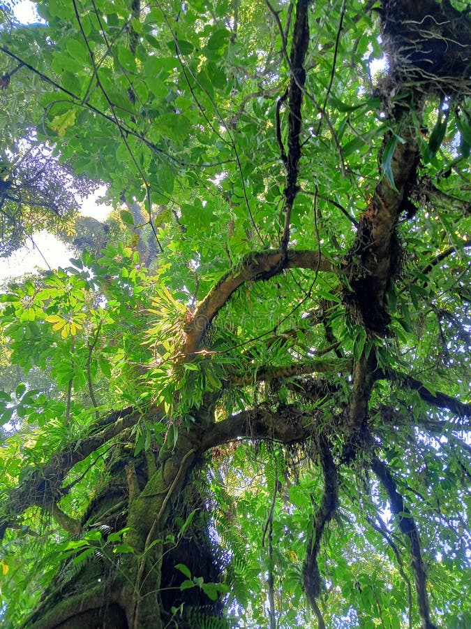 Very dense rain forest stock image. Image of rain, forest - 266303451