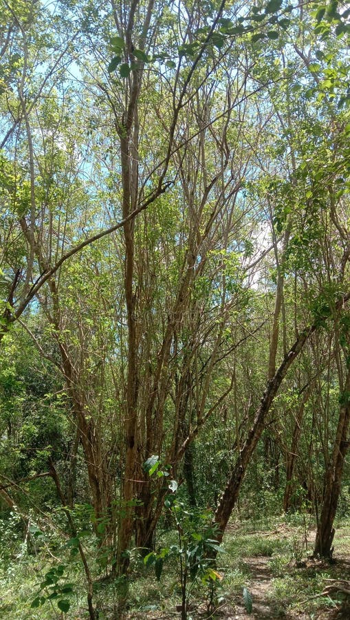 Very Dense and Shady Forest Stock Image - Image of garden, woodland ...