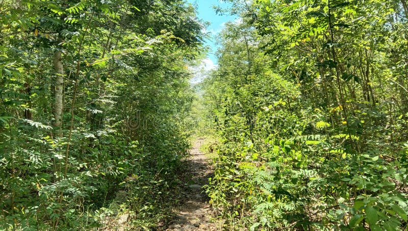 Very Dense and Shady Forest Stock Image - Image of plant, produce ...