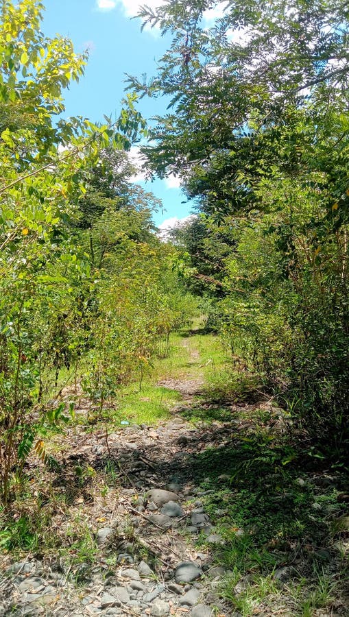 Very Dense and Shady Forest Stock Image - Image of autumn, deciduous ...