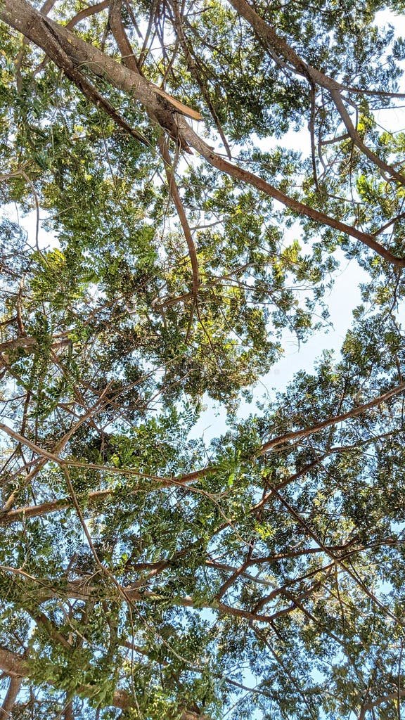 Very dense tree view stock photo. Image of lebat, tree - 284222072