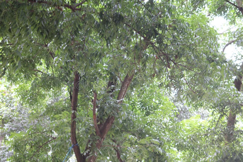 Very Dense Trees with Leafy Leaves. Stock Photo - Image of garden ...