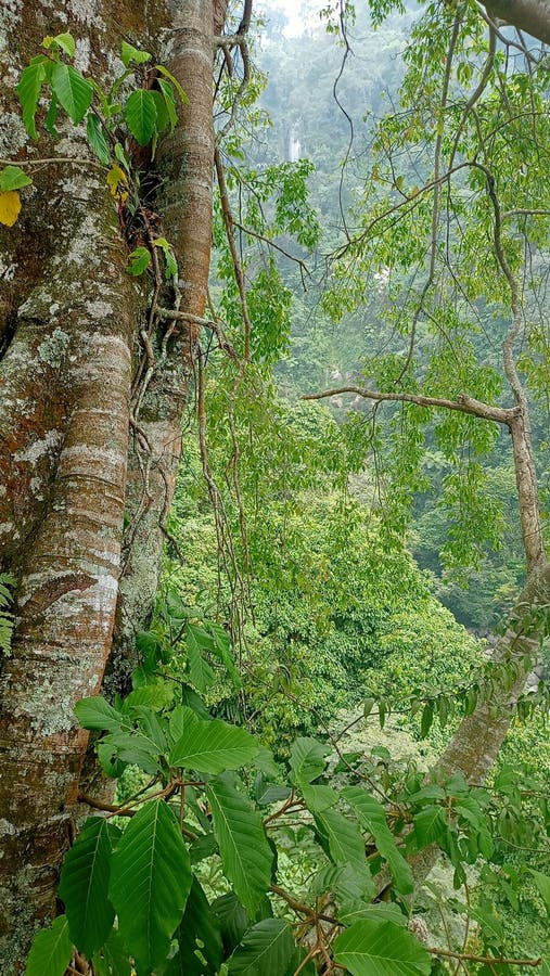 Very Dense Tropical Forest on the Mountain Stock Photo - Image of ...