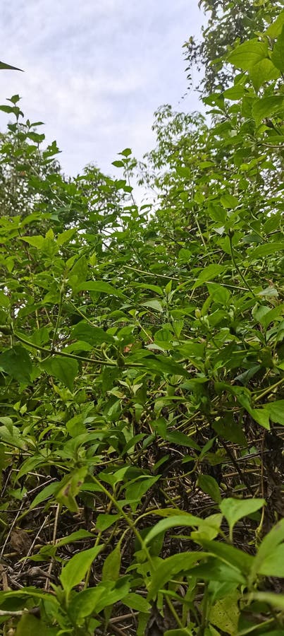 Very dense wild plant stock photo. Image of fruit, tree - 262171846