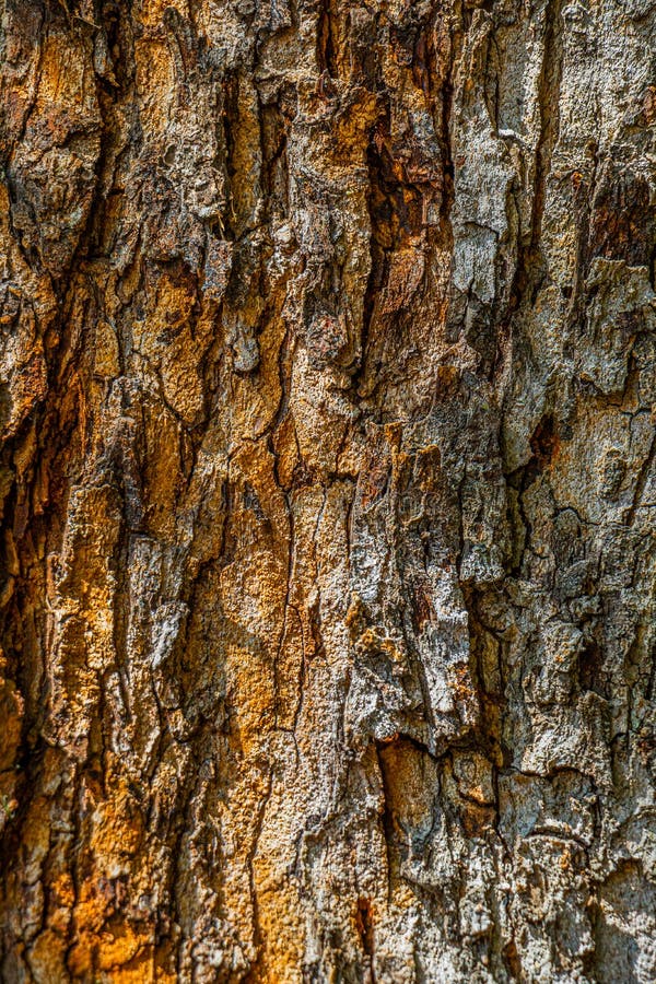 Tree Cortex Detailed Close-Up Stock Photo - Image of colors, forest ...