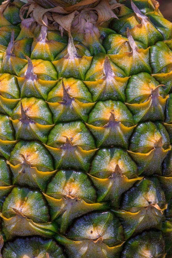 Pineapple Shell Closeup stock image. Image of juice - 206503879