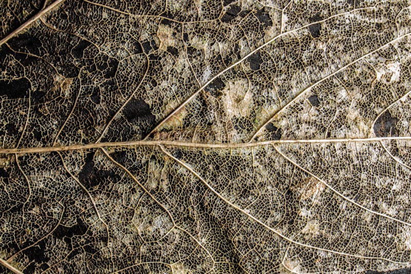 Detailed Leaf Structure stock image. Image of refreshing - 8111533