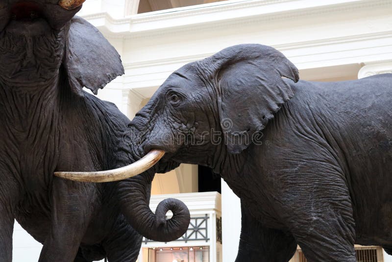 Elephant Statue at Museum of Science Editorial Image - Image of ...