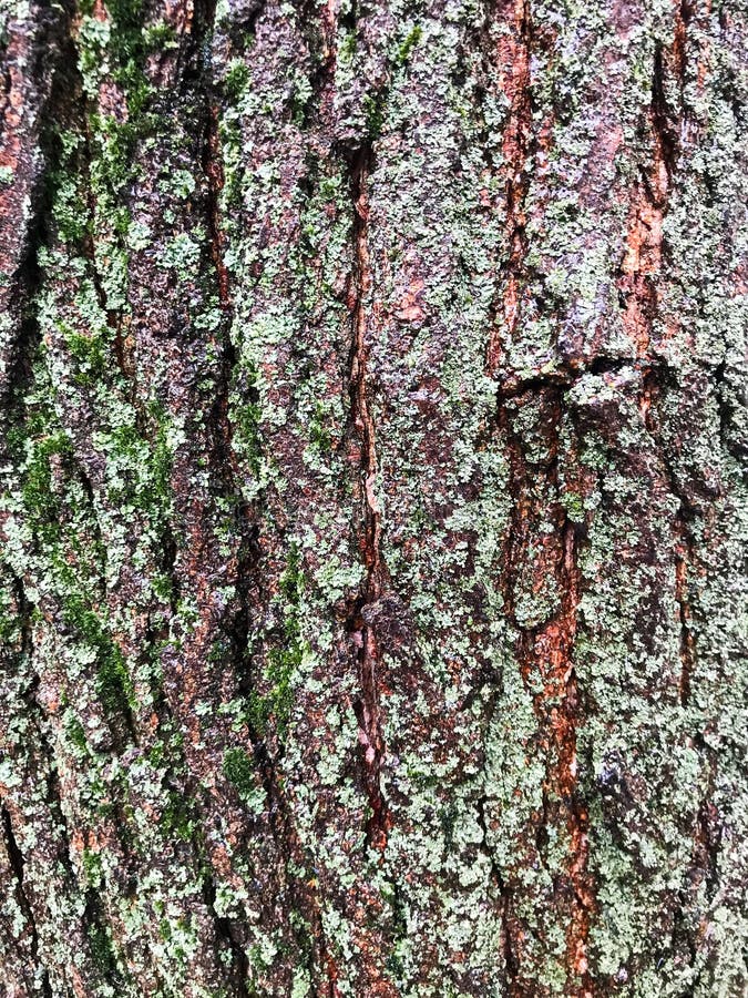 Very Detailed Tree Bark Structure. Stock Image - Image of bark, gray ...