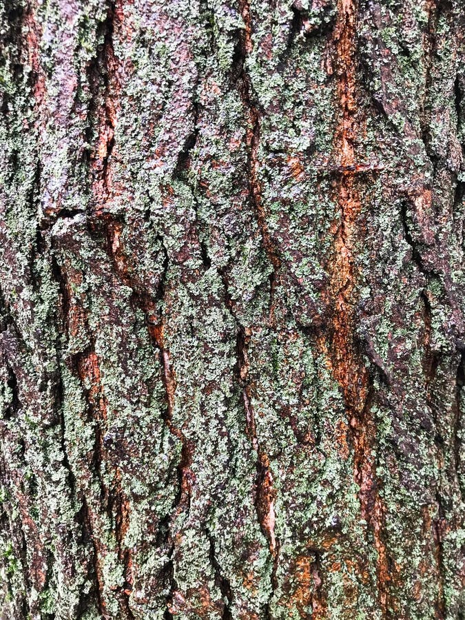 Very Detailed Tree Bark Structure. Stock Image - Image of damage ...