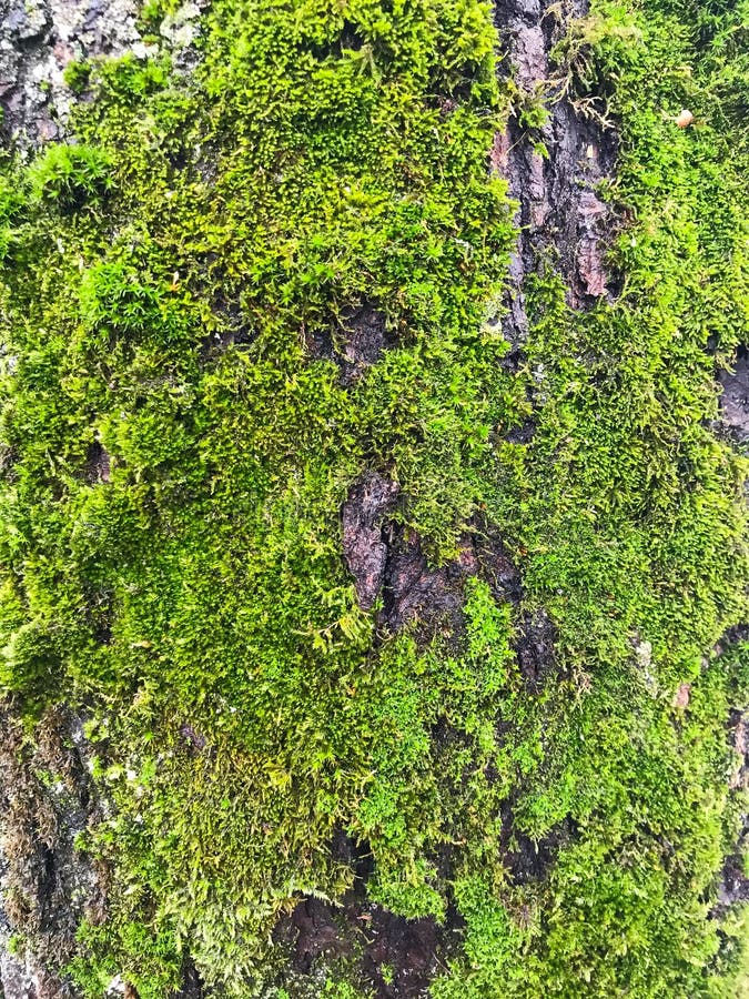 Very Detailed Tree Bark Structure. Stock Image - Image of moss, damage ...